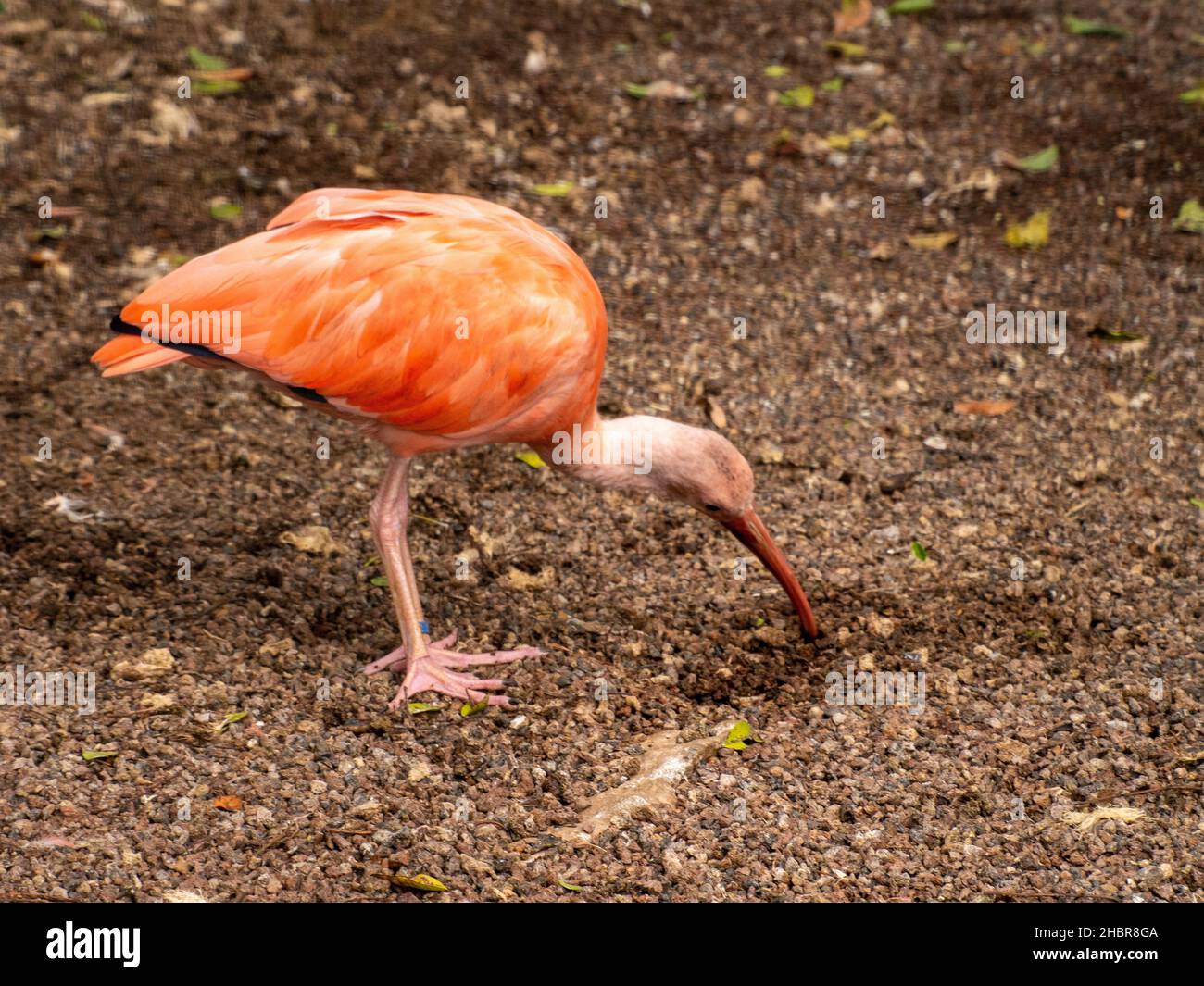 animals and birds at rancho Texas Lanzarote Stock Photo - Alamy