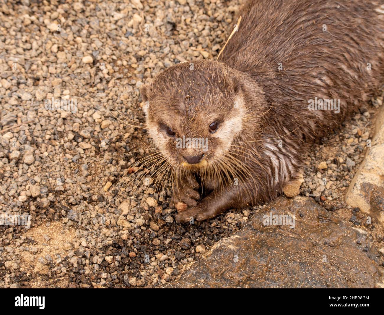 Ranch texas lanzarote zoo hi-res stock photography and images - Alamy