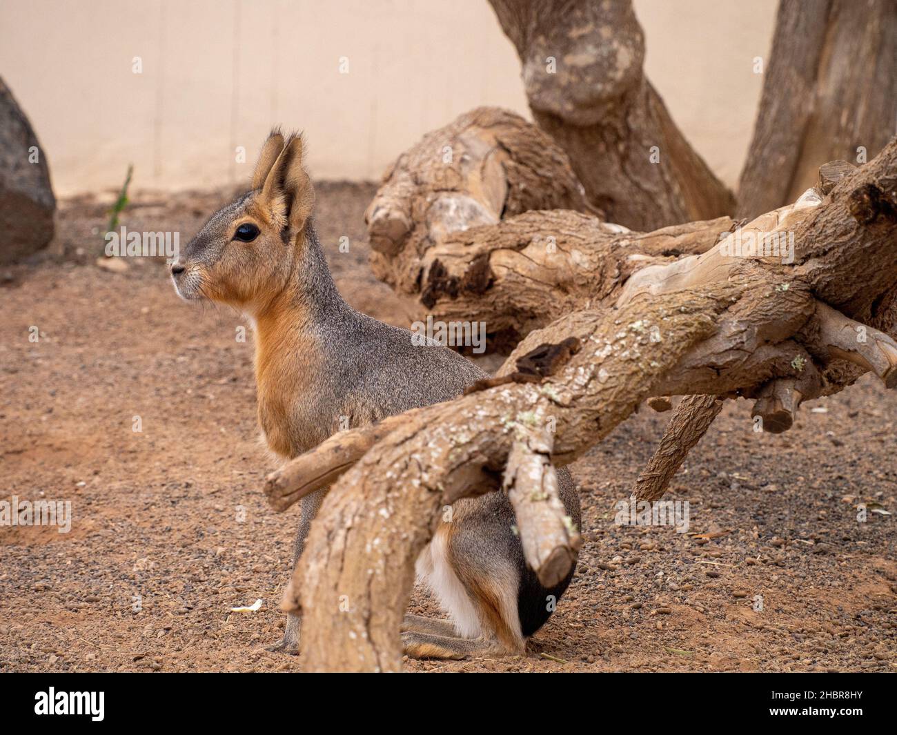 Ranch texas lanzarote zoo hi-res stock photography and images - Alamy