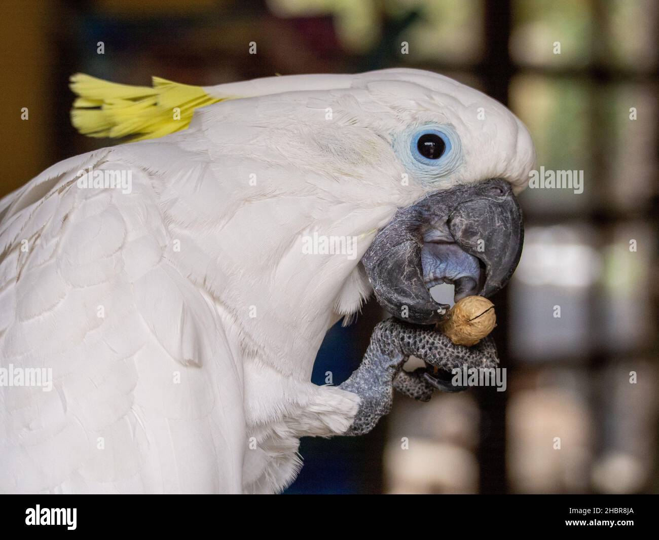 Zoo park lanzarote hi-res stock photography and images - Alamy