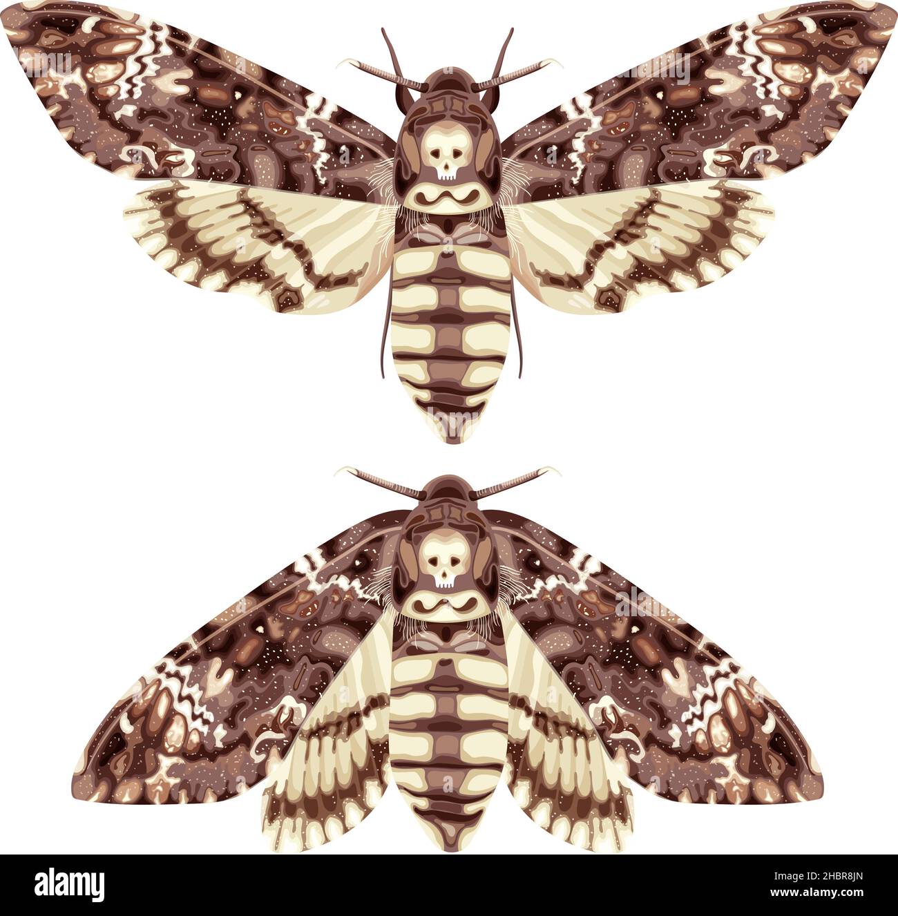 Deaths Head Moth Drawing