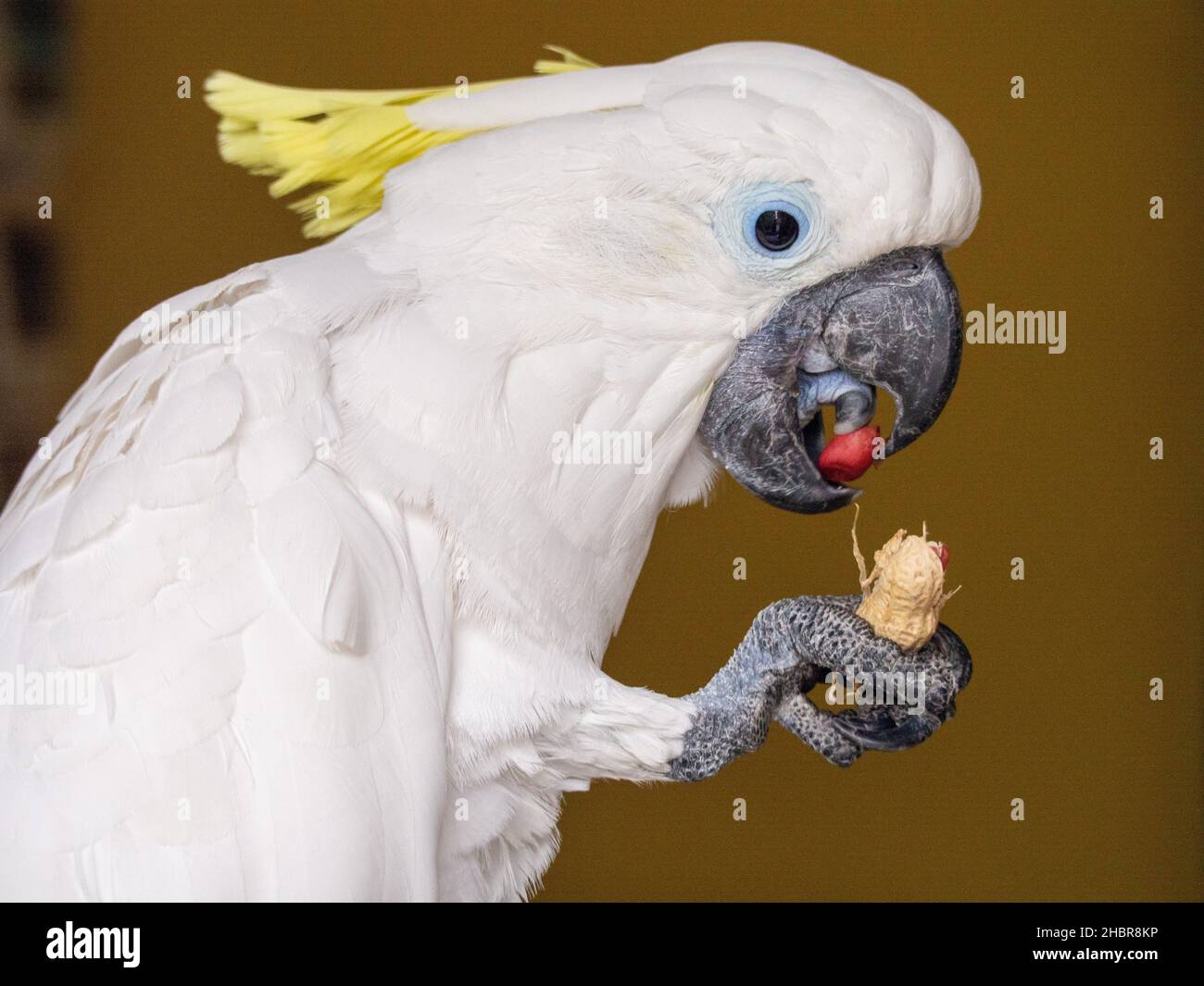 Zoo park lanzarote hi-res stock photography and images - Alamy