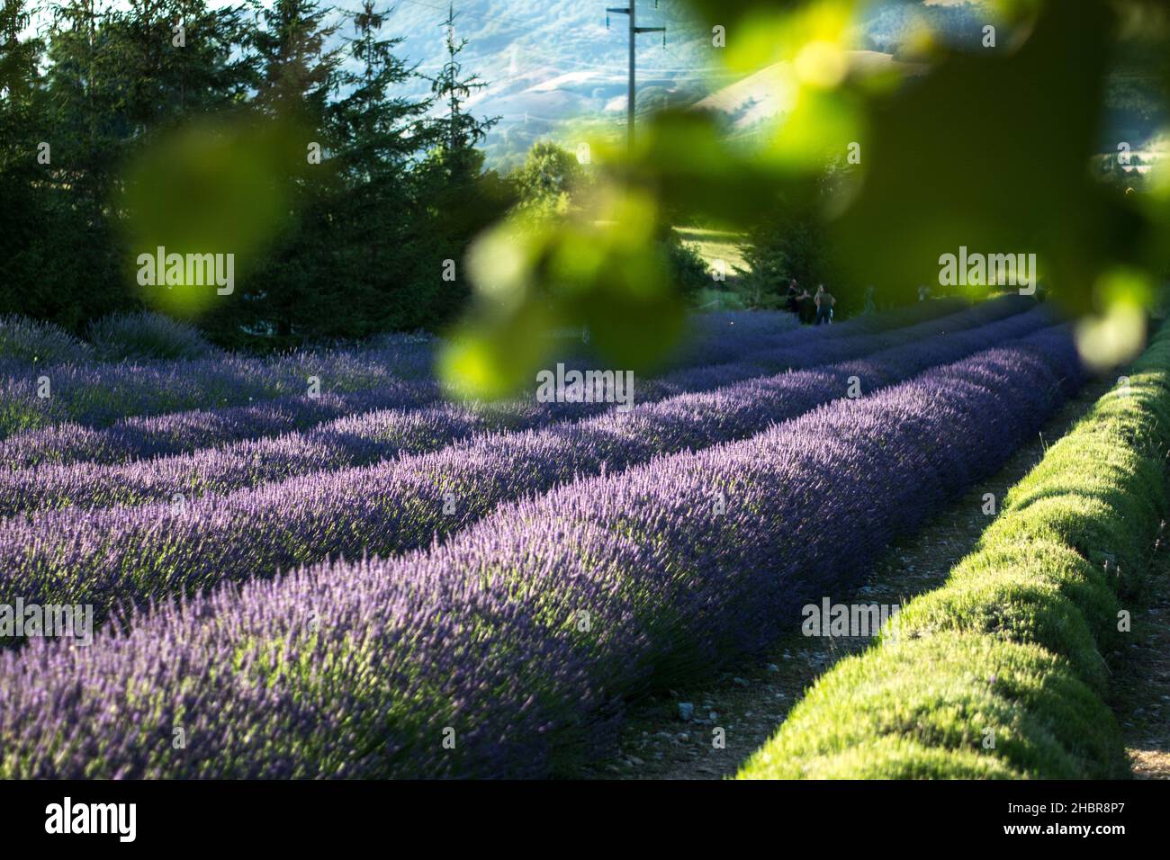 Parco della lavanda Stock Photo - Alamy