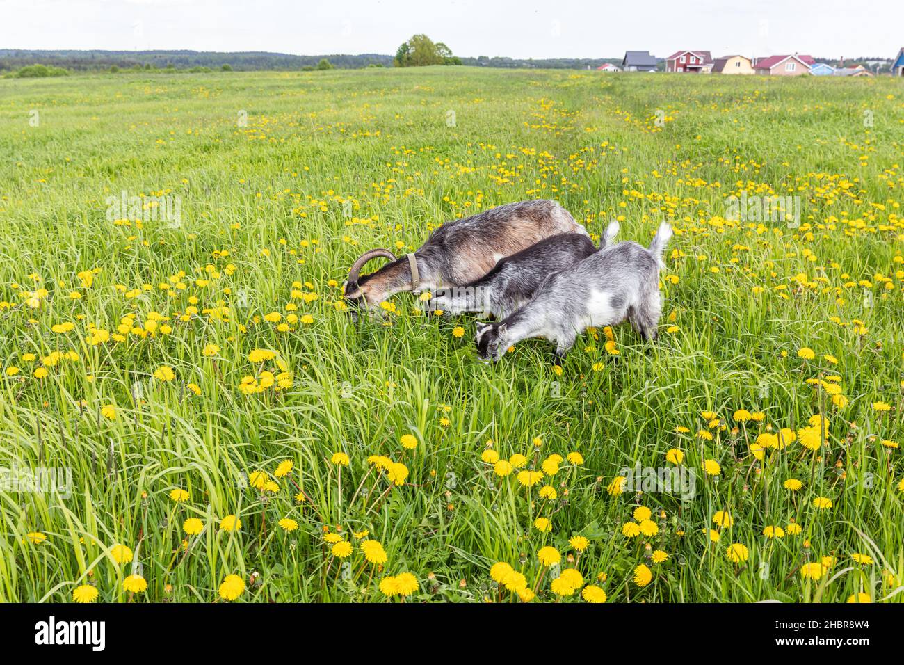 Cute free range goatling on organic natural eco animal farm freely ...