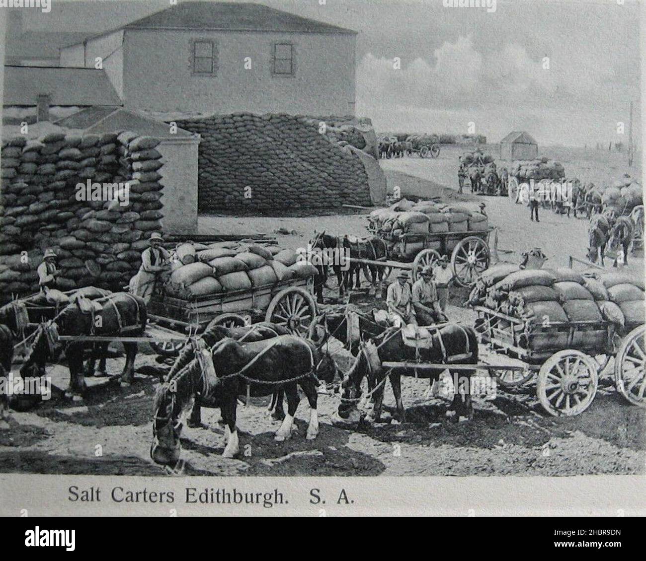 Salt carters at Edithburgh, S.A. - early 1900s Stock Photo - Alamy