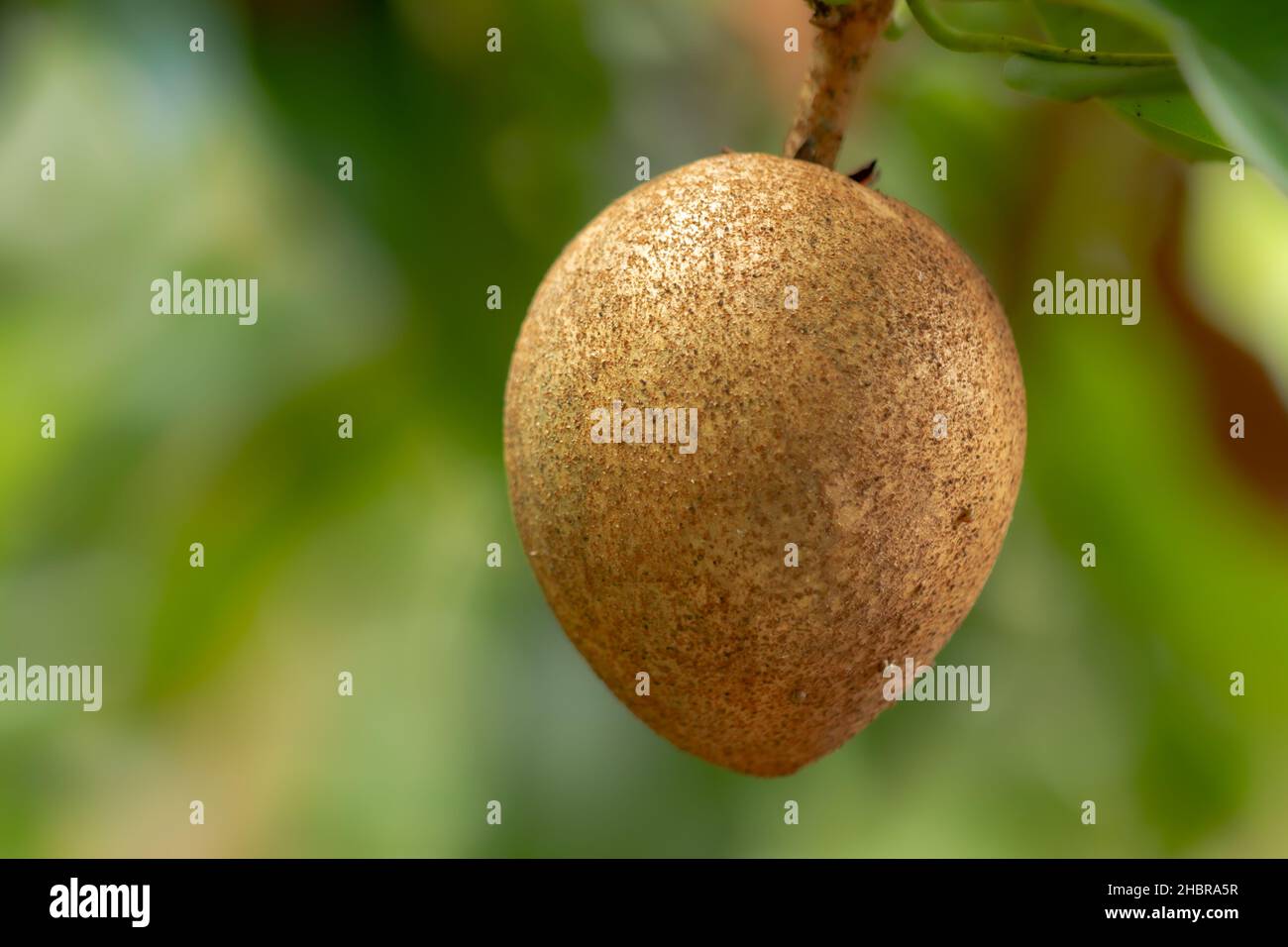Sapota leaves hi-res stock photography and images - Alamy