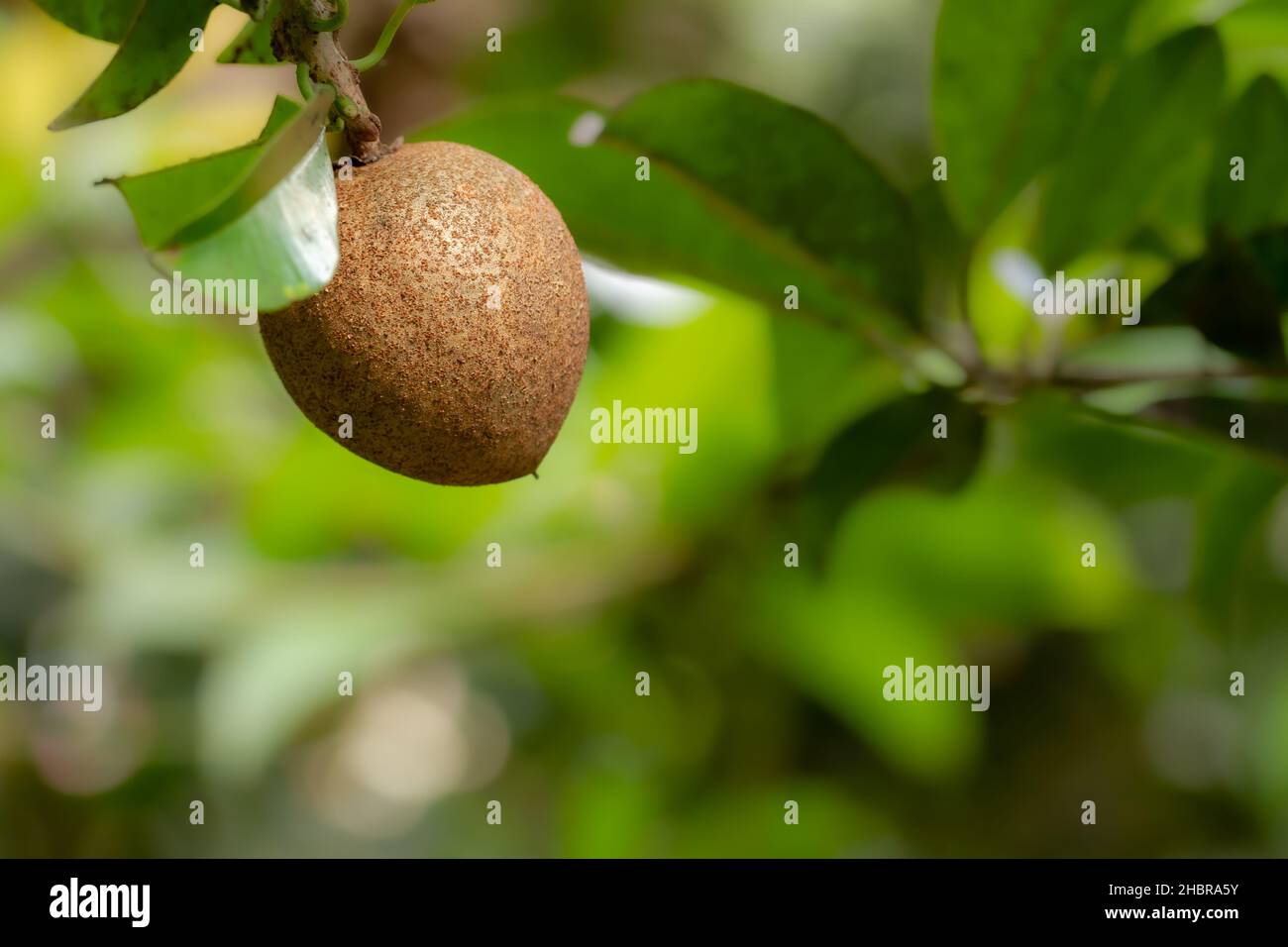 Dark Brown Fruit Sala