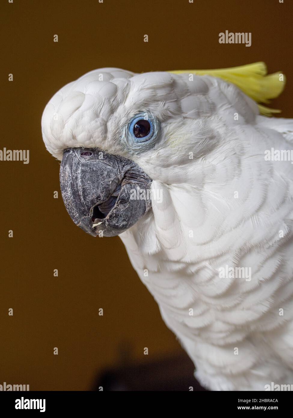 animals and birds at rancho Texas Lanzarote Stock Photo - Alamy