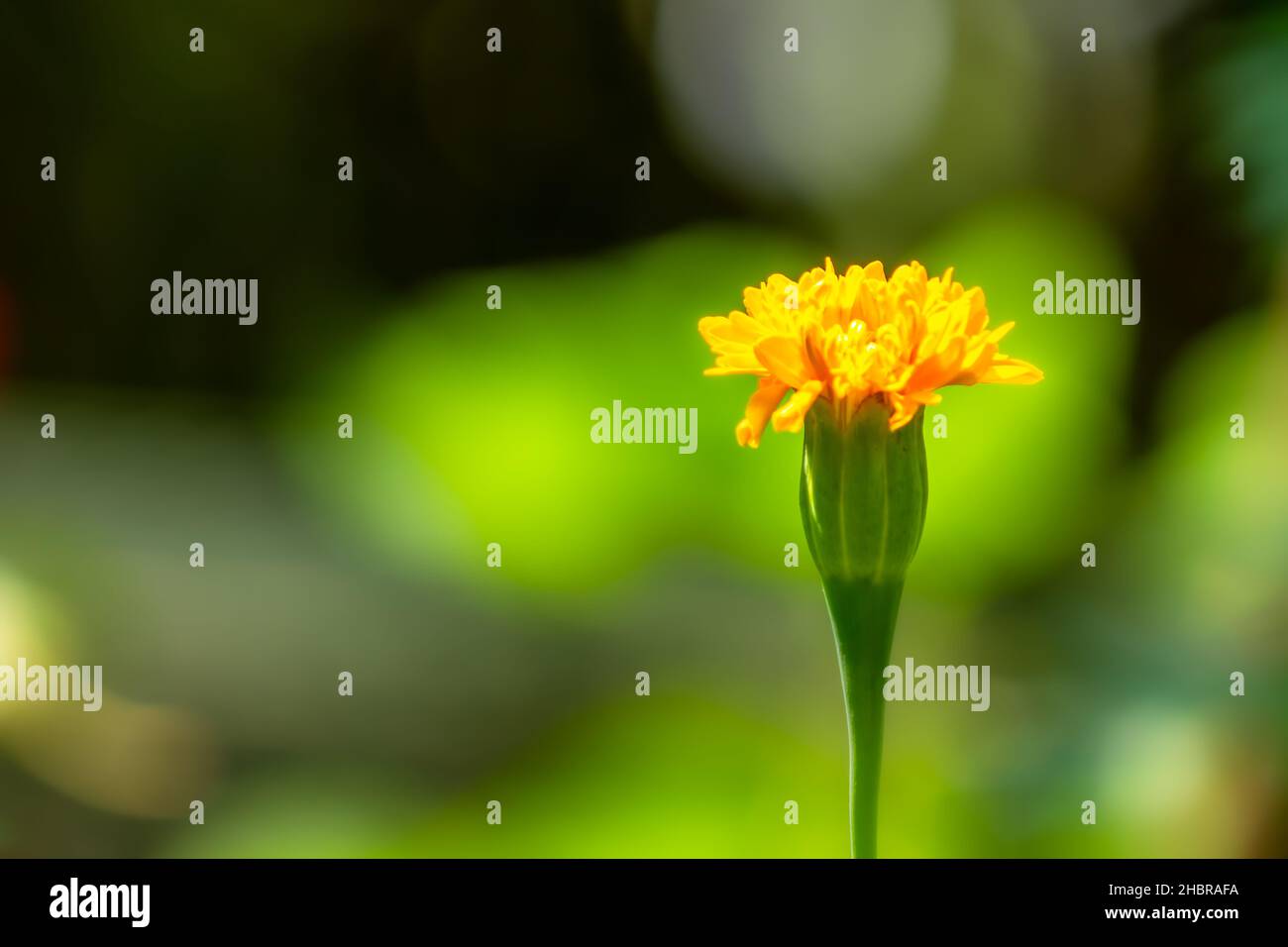 Marigold flowers hi-res stock photography and images - Alamy