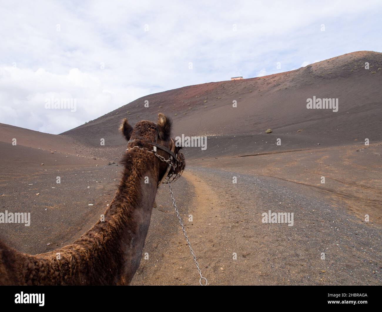 Camel rides at Mount Timanfaya Stock Photo - Alamy