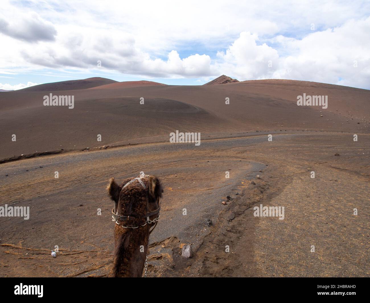 Camel rides at Mount Timanfaya Stock Photo - Alamy