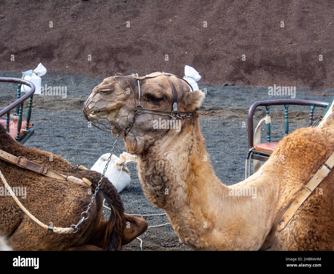 Camel rides at Mount Timanfaya Stock Photo - Alamy
