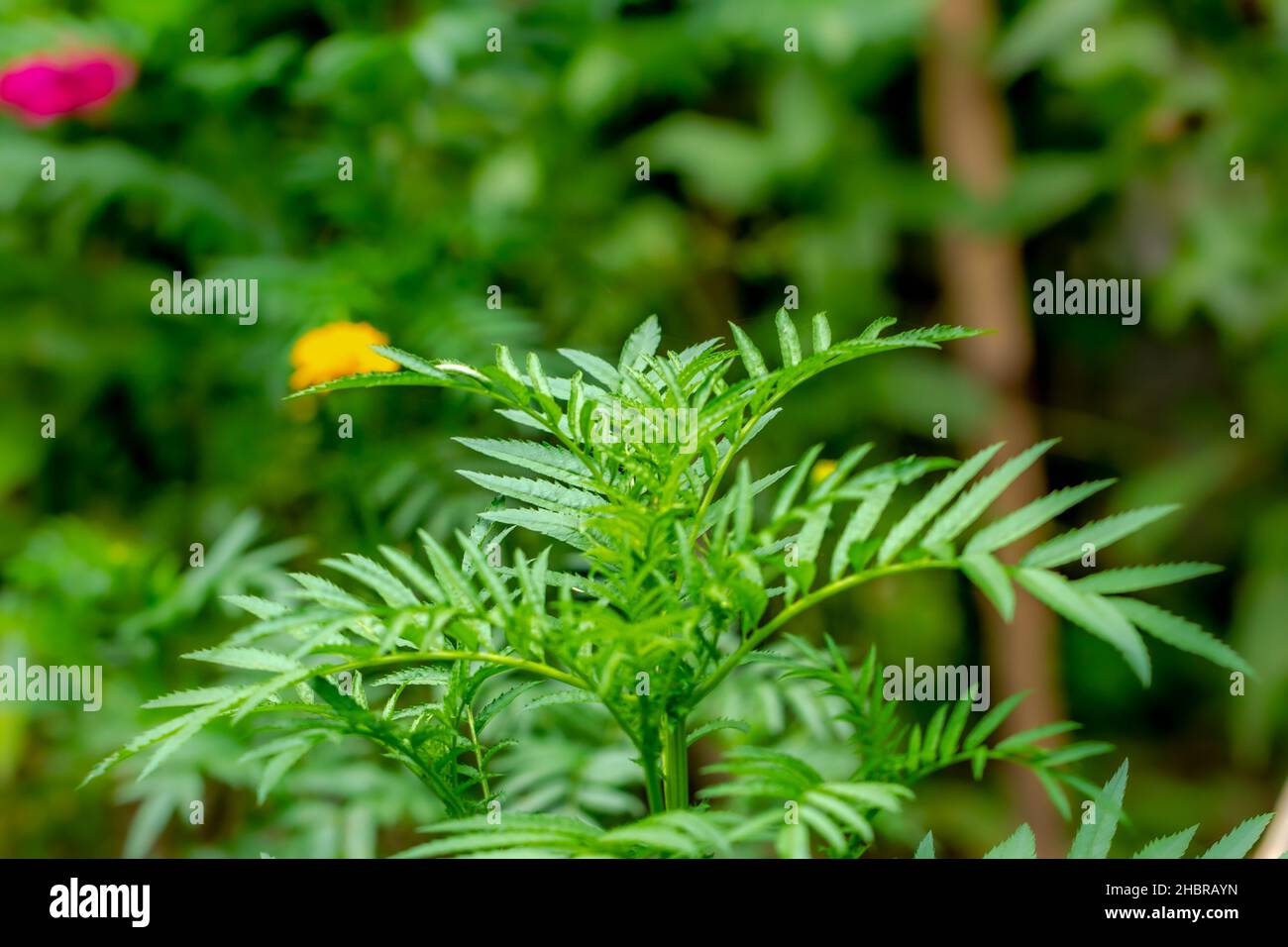Marigold Plant Leaves