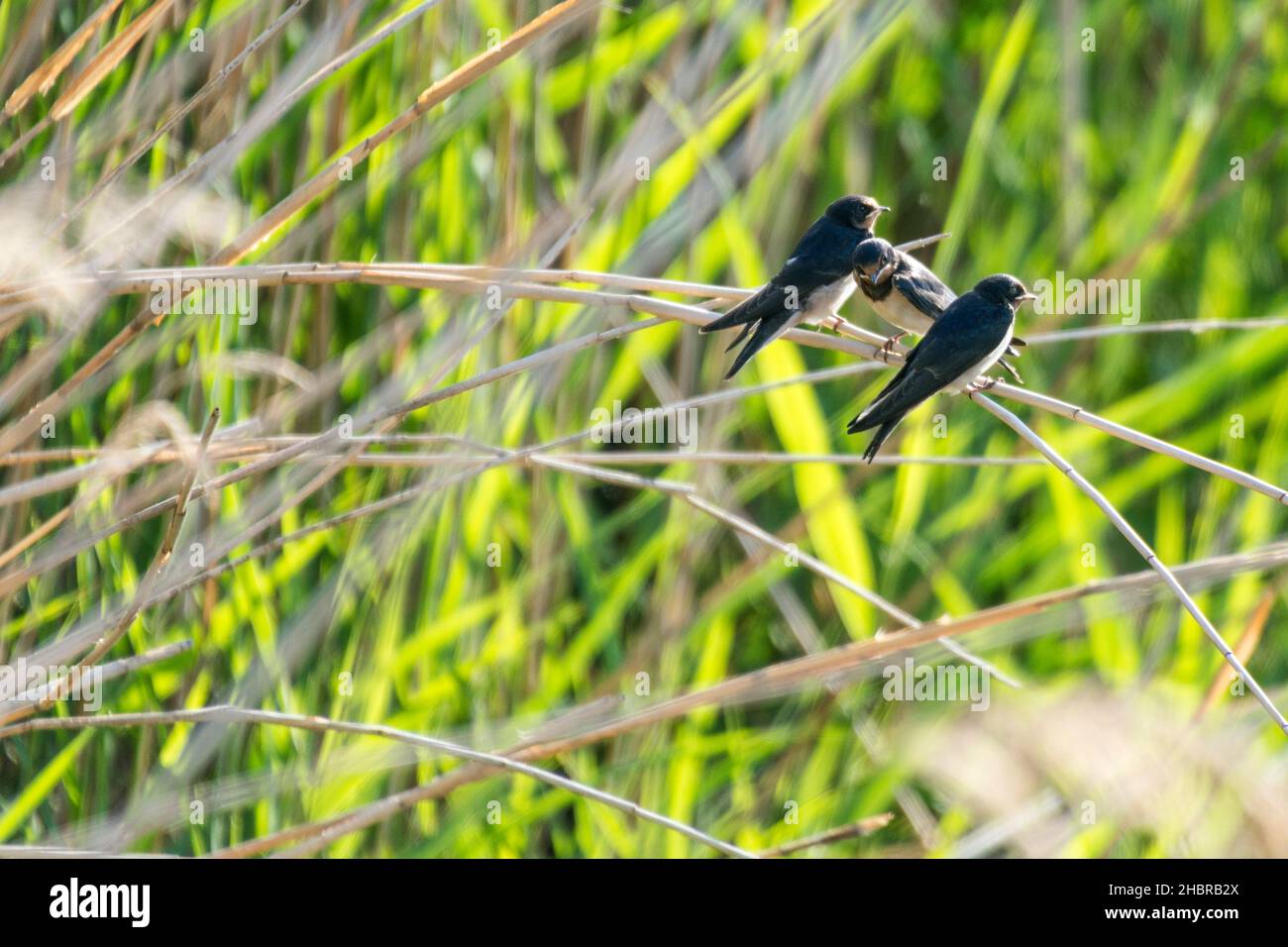 Sentina riserva hi-res stock photography and images - Alamy