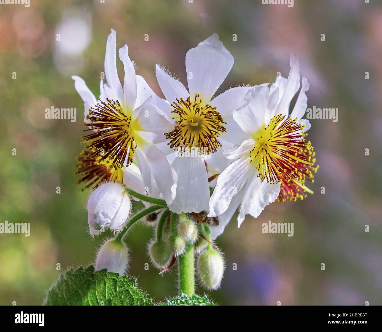African lime tree hi-res stock photography and images - Alamy