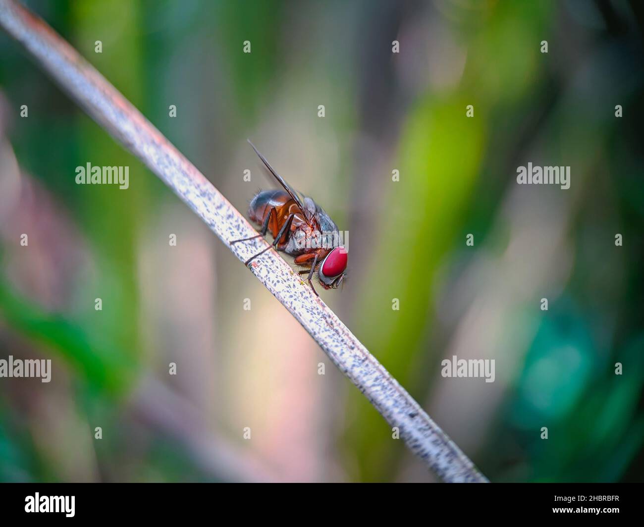 An flies on a branch, perch and relax alone Stock Photo - Alamy