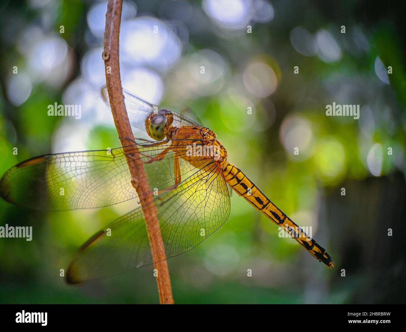 a dragonfly perched on a branch of a fern leaf, relax and alone Stock ...