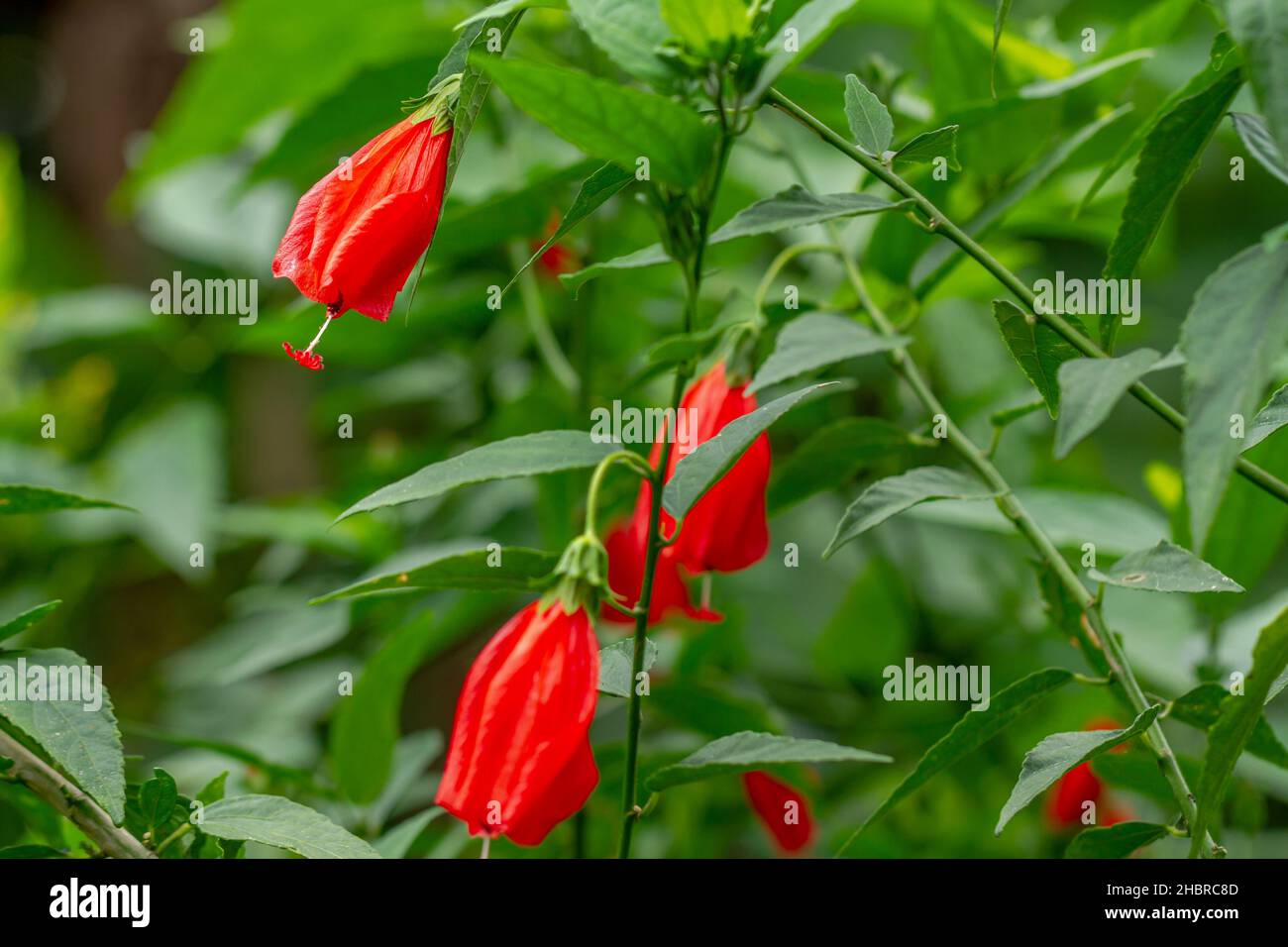 The red turks flower in bloom, shaped like a bell, the background of ...