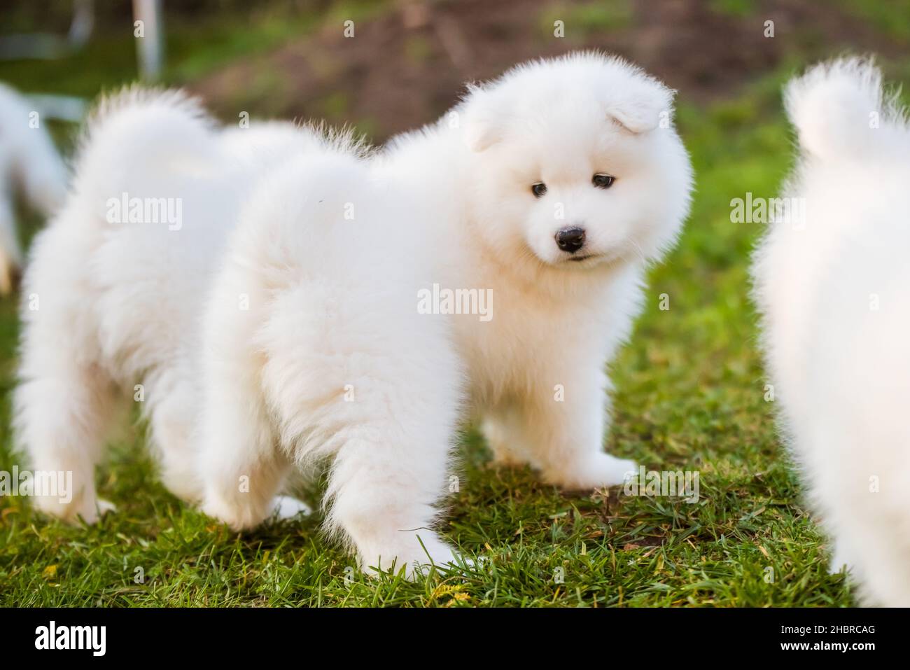 Funny fluffy white Samoyed puppies dogs are playing Stock Photo - Alamy