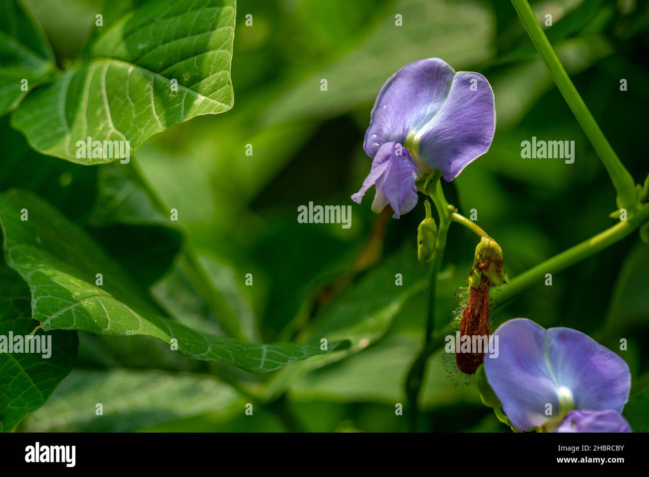 Winged bean flowers are a combination of white and purple, with a ...