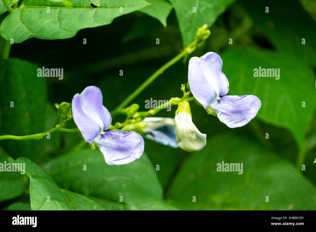 Winged bean flowers are a combination of white and purple, with a ...
