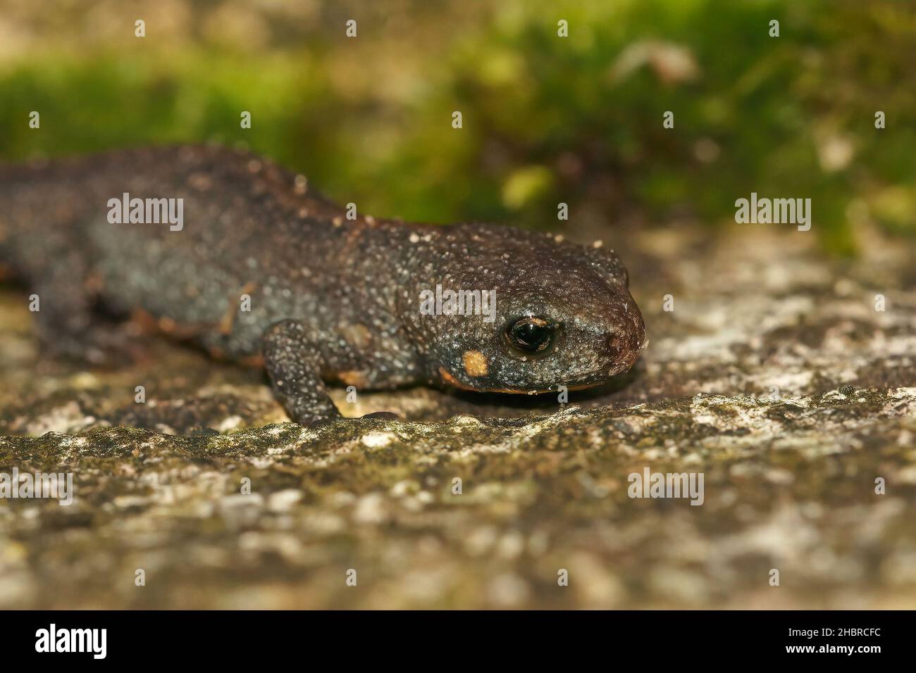 Closeup on a terrestrial juvenile of th Chinese endangered Blue-tailed ...
