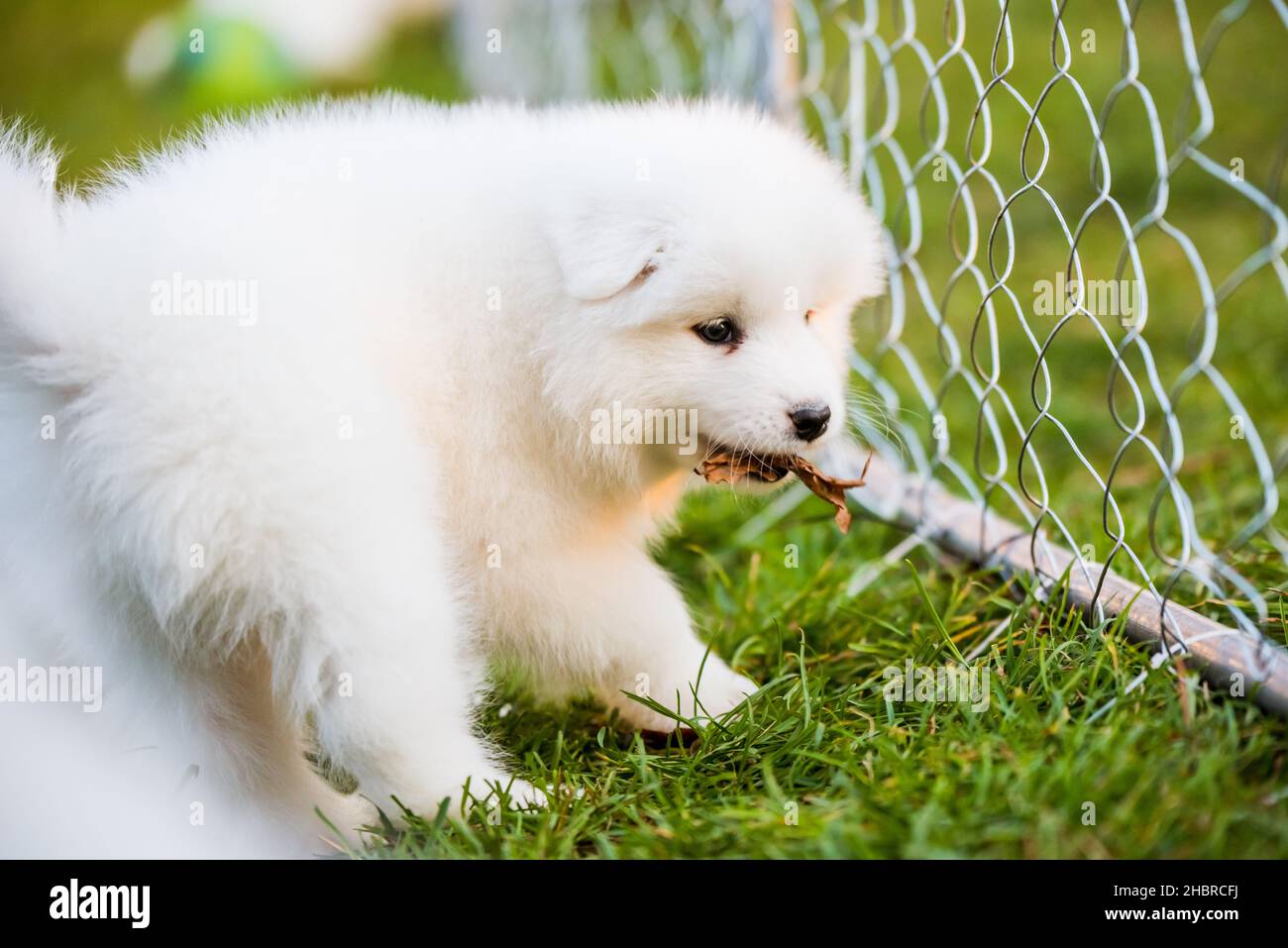 Funny Samoyed puppy in the garden on the green grass Stock Photo - Alamy