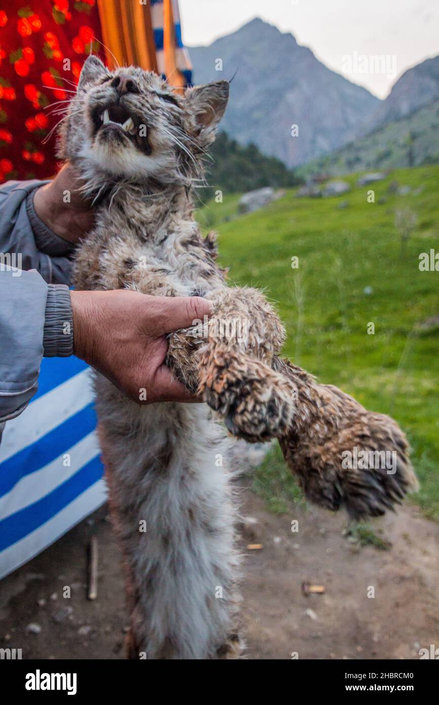 Body of a dead lynx in Fann mountains, Tajikistan Stock Photo - Alamy