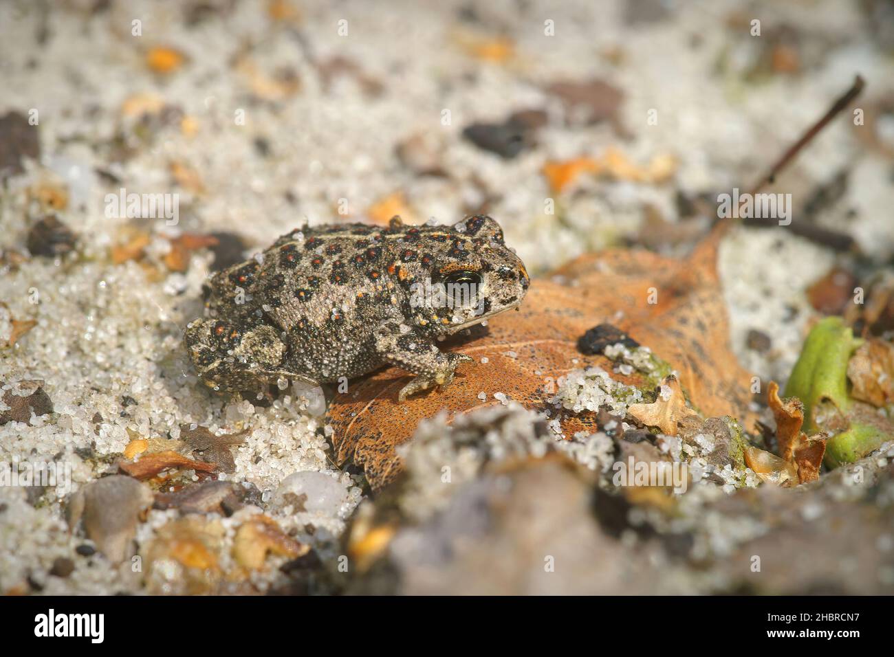 Closeup on a small juvenile Natterjack Toad, Bufo calamita, a rare and ...