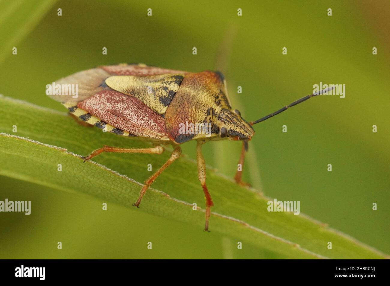 Closeup on a colorful and not so common shield bug, Carpocoris ...