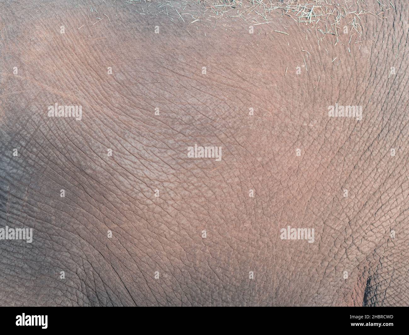 A fragment of the lateral part of elephant with many folds and wrinkles ...