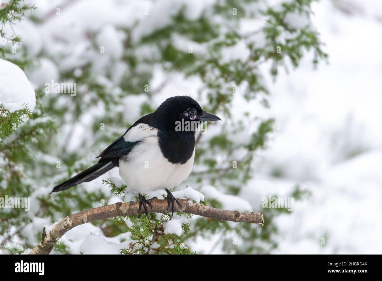 Magpie, Pica pica, sitting on a wooden branch in winter. Injured eye ...