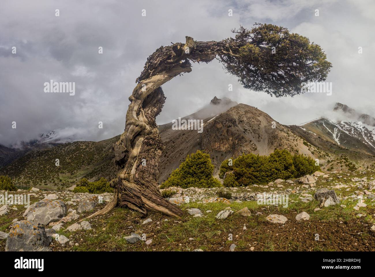 Tajikistan alpine landscape tree hi-res stock photography and images ...