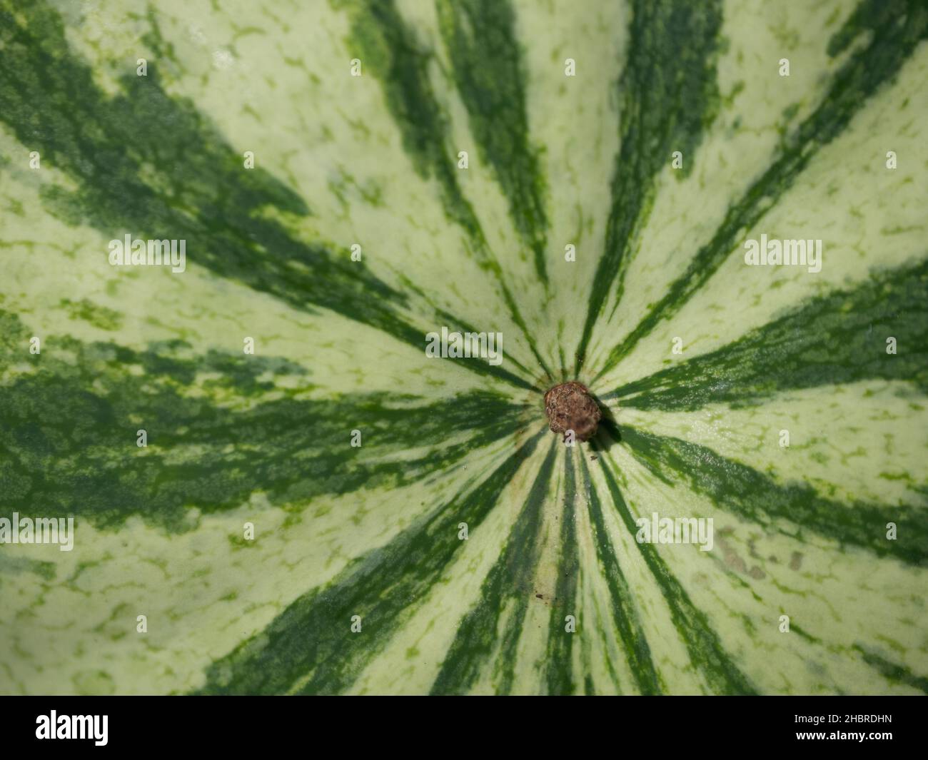 Watermelon Skin Texture Map