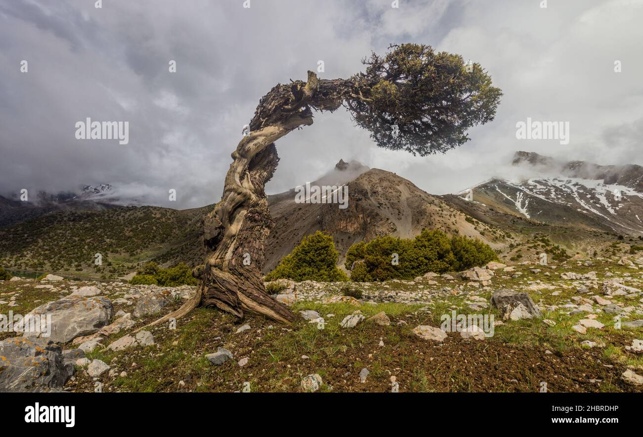 Tajikistan alpine landscape tree hi-res stock photography and images ...