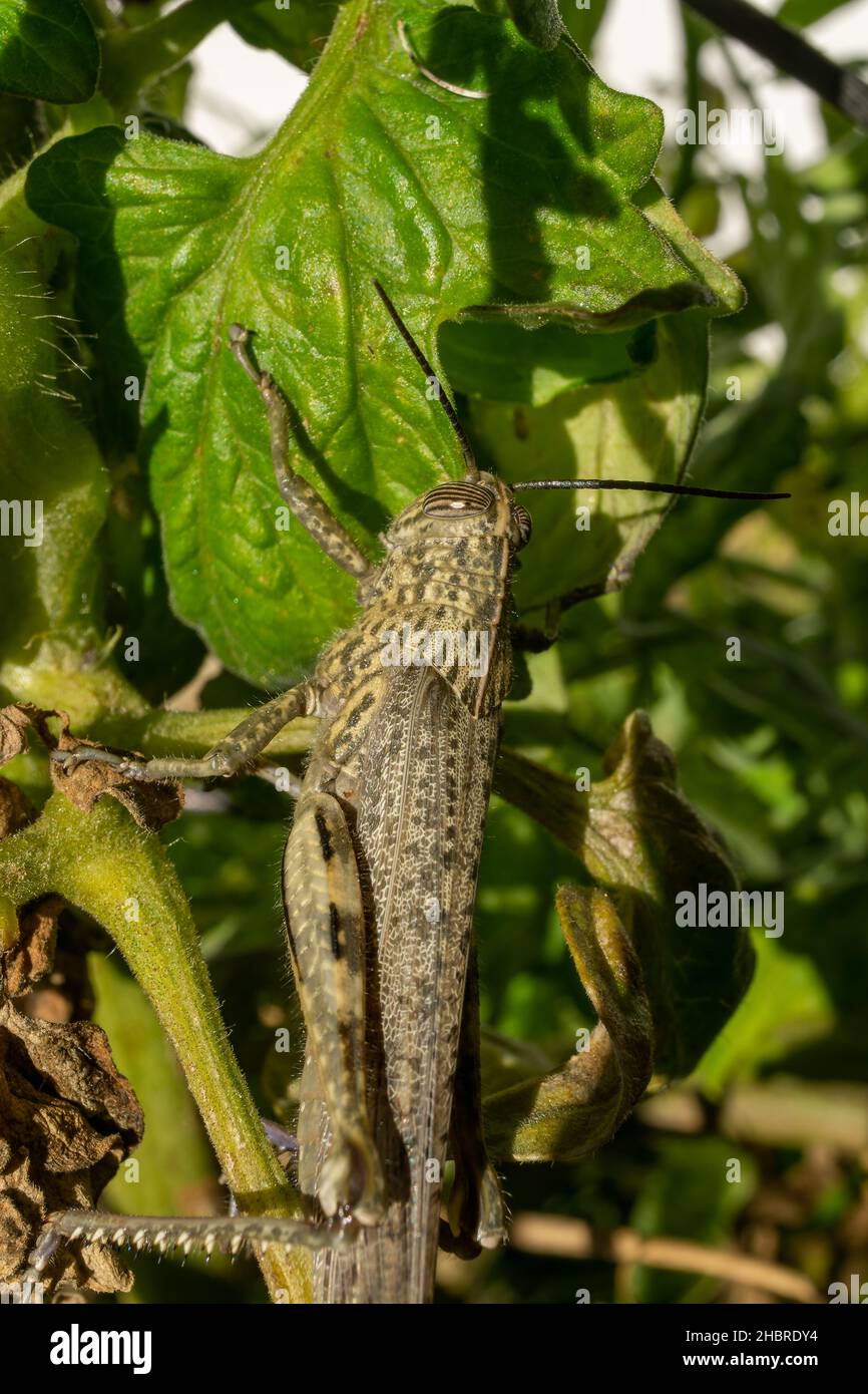 brown grasshopper basking in the sun on a green plant Stock Photo - Alamy