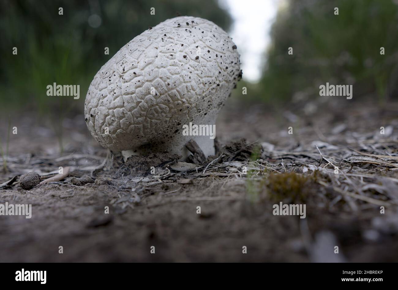 Mushroom big white ball hi-res stock photography and images - Alamy