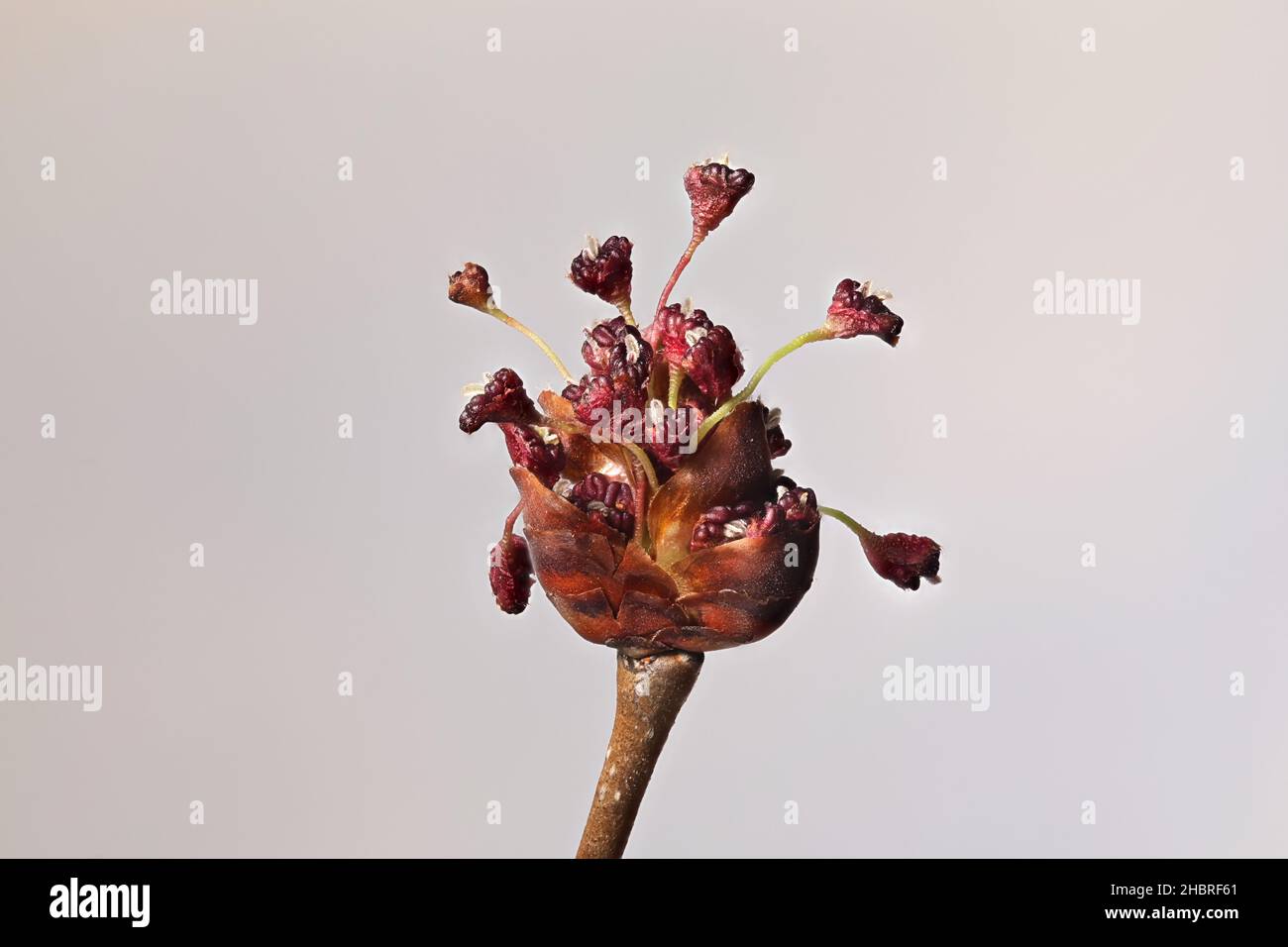 Ulmus laevis, European white elm, flowers in April Stock Photo - Alamy