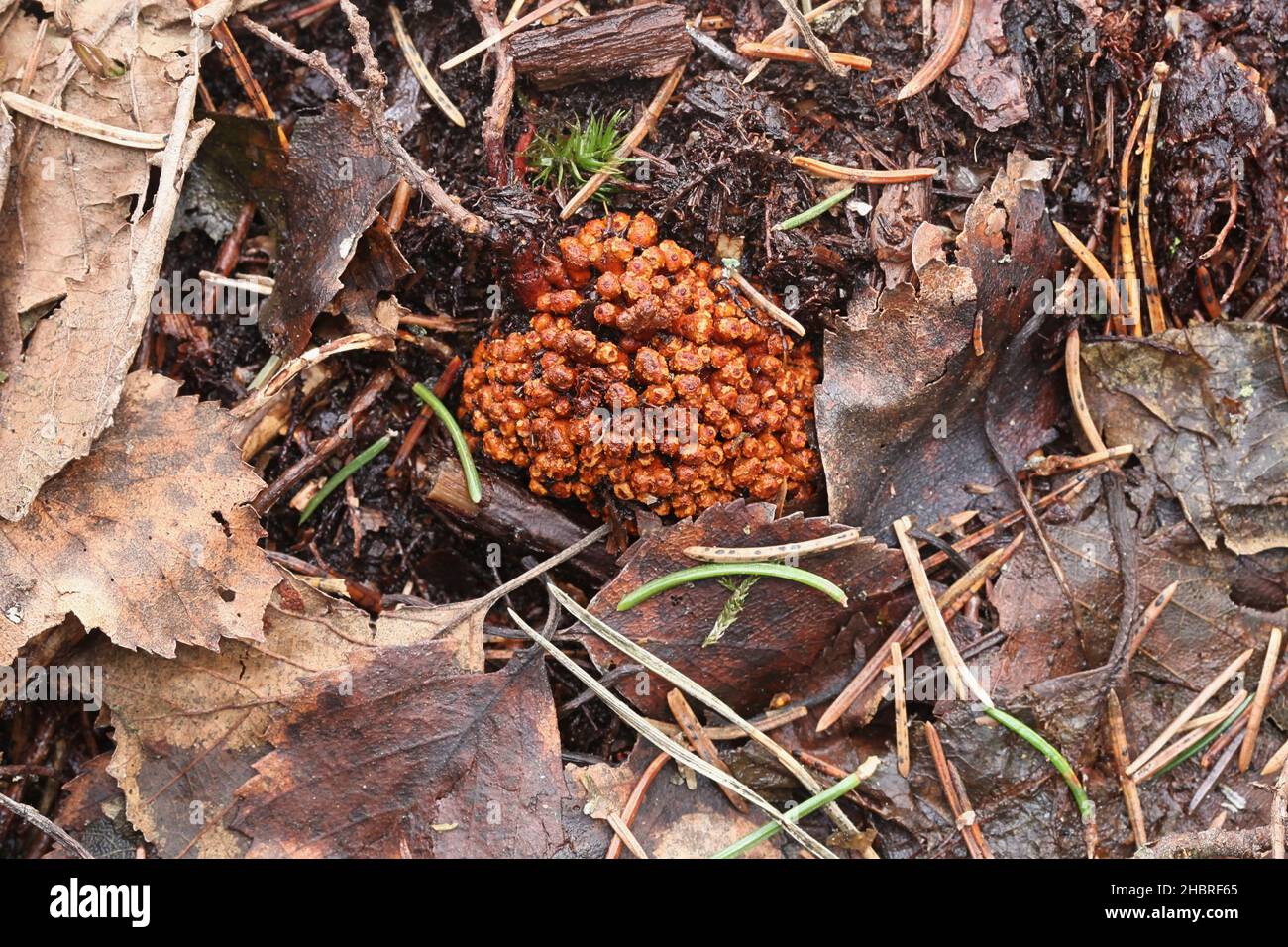 Alder root nodule, a symbiosis with nitrogen-fixing bacteria Stock ...