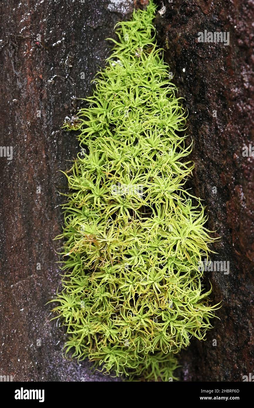 Tortella tortuosa, commonly known as frizzled crisp-moss Stock Photo ...
