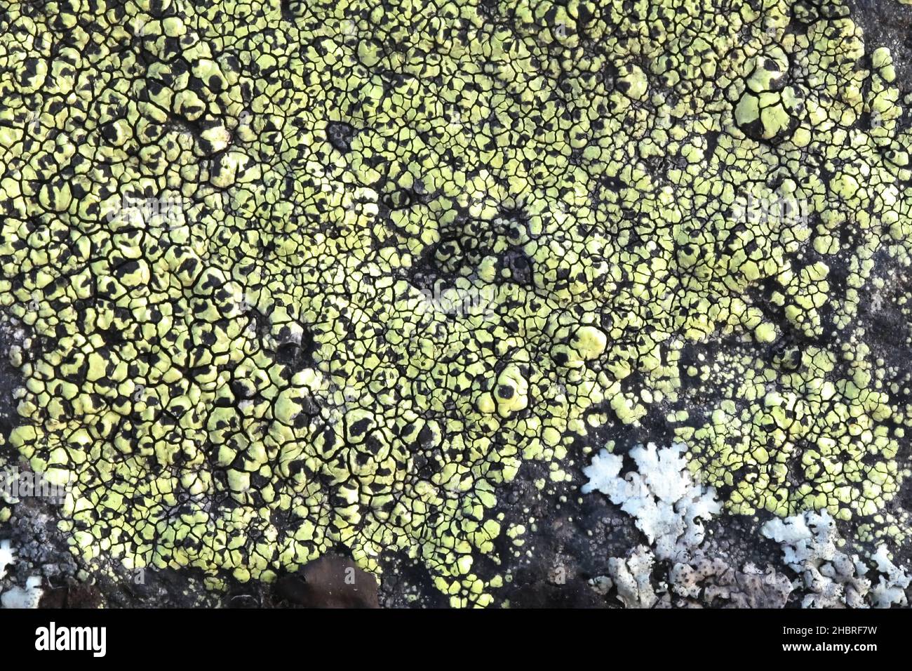 Rhizocarpon geographicum, known as map lichen. Map lichens are ...