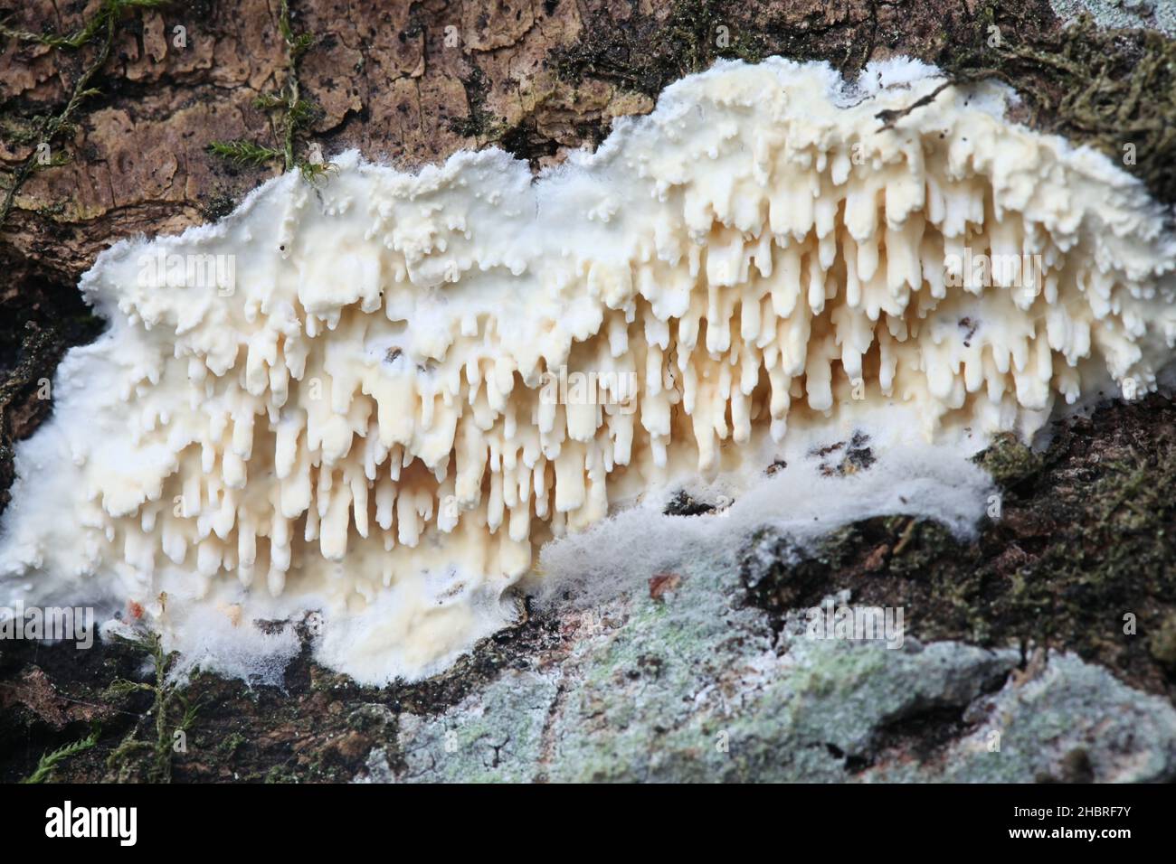 Basidioradulum radula, known as toothed crust, wild fungus from Finland ...