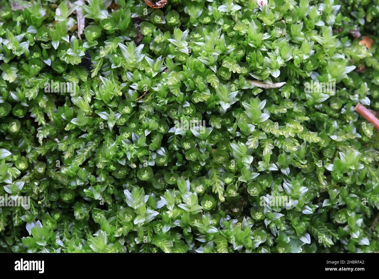 Tetraphis pellucida, commonly known as the pellucid four-tooth moss ...