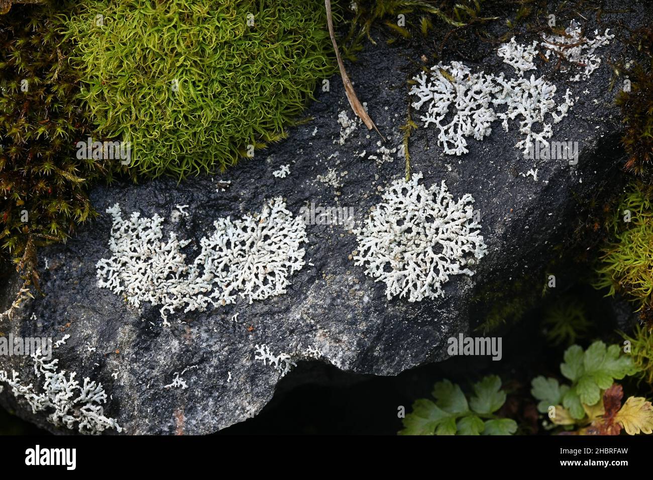 Physcia dubia hi-res stock photography and images - Alamy