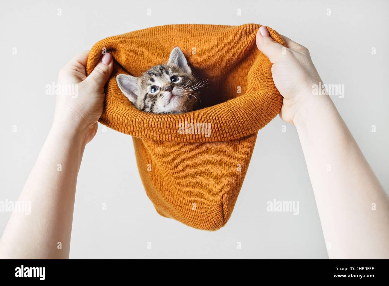 Cat inside hat hi-res stock photography and images - Alamy