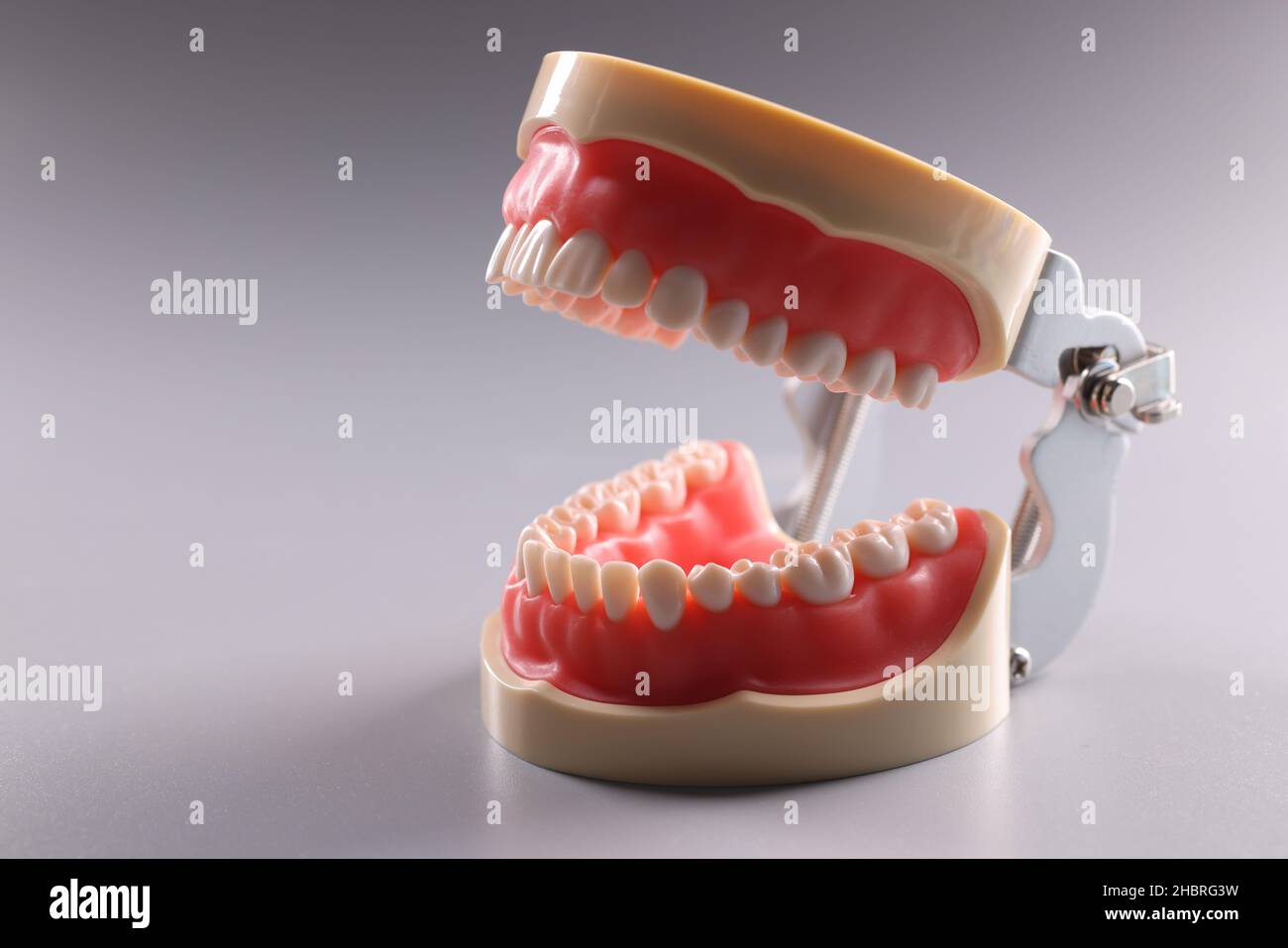 Tooth model, focus on teeth, teeth orthodontic dental model or human ...