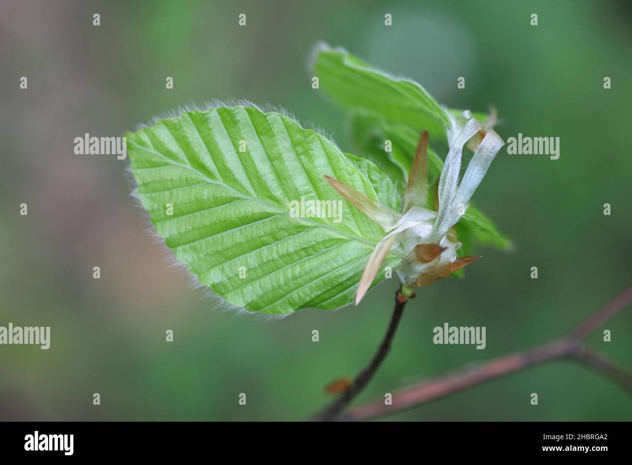 Common beech leaves hi-res stock photography and images - Alamy