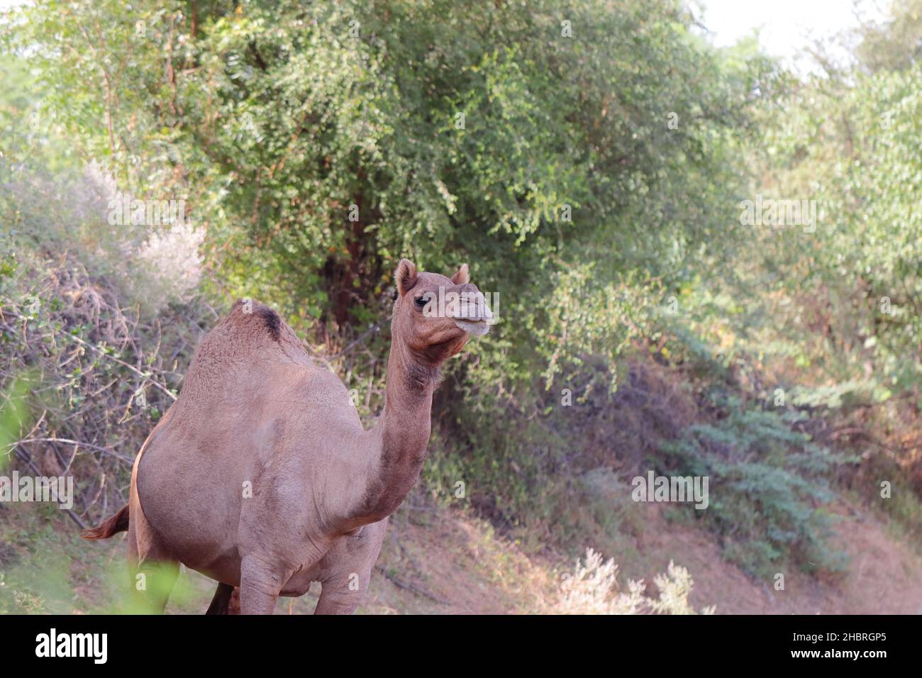 Female camel hi-res stock photography and images - Alamy