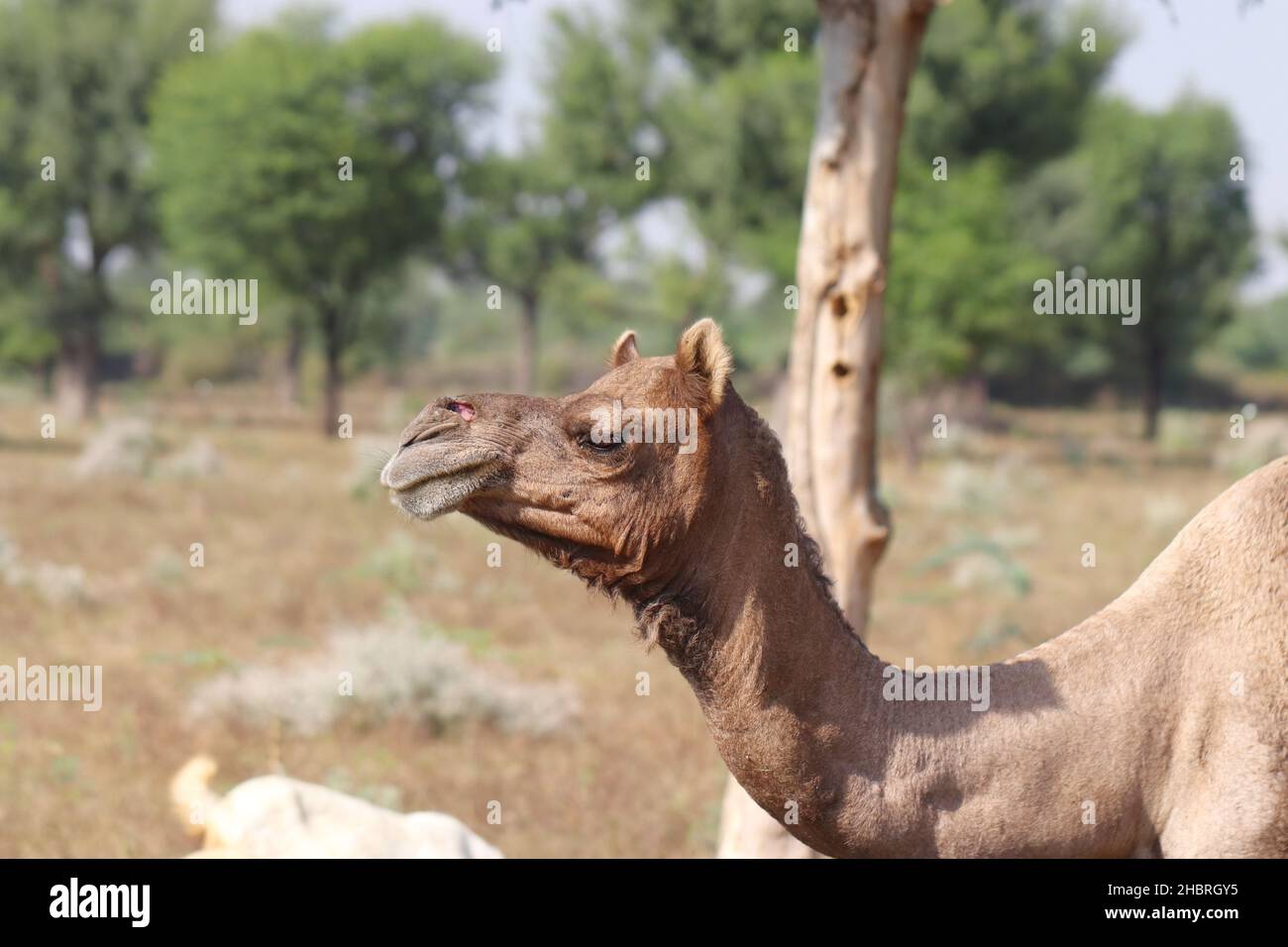 close up photo of camel neck, Rajasthan Stock Photo - Alamy