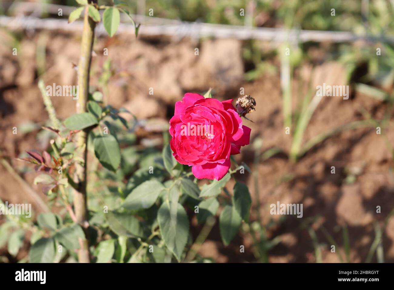 close up of pink rose native flower blooming in the garden Stock Photo ...